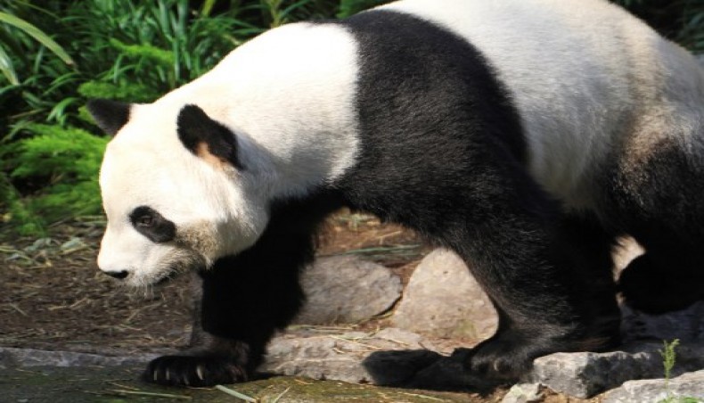 New Age | Canada pandas running on empty as bamboo dries up