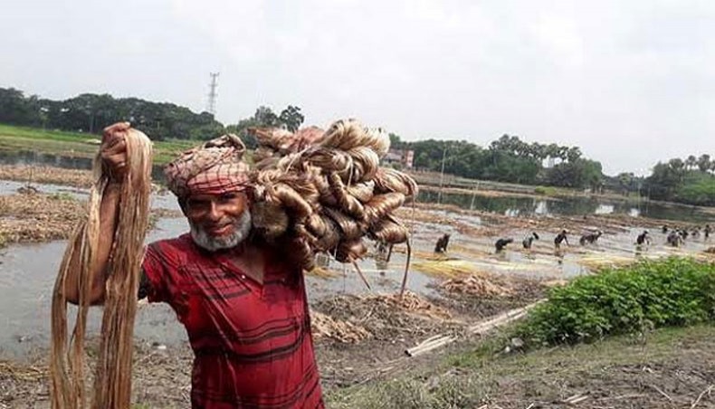 Jute brings smile on Kushita farmers’ face