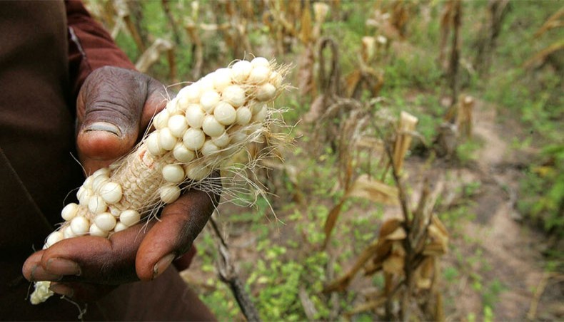 Climate change to force crop switch for small farmers: experts