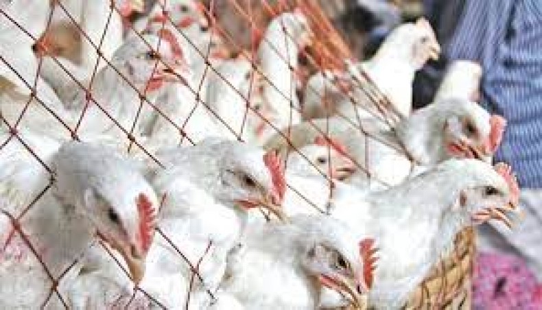 Excessive heavy metals found in chicken: study