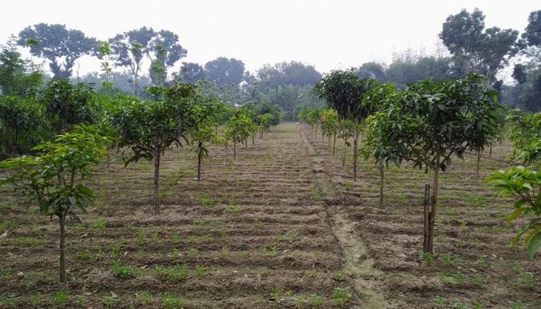 New Age | Mangoes intercropped on 25,000 hectares in Bangladesh’s north
