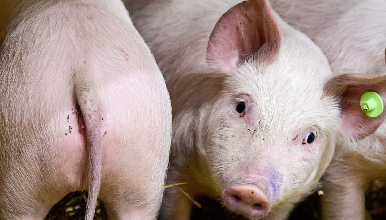 New Age | Researchers decode pigs’ feelings through oinks, grunts