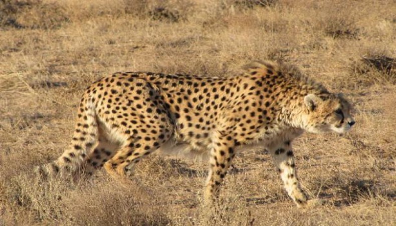 Asiatic Cheetah Cubs