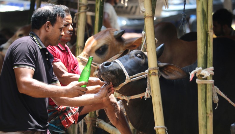 New Age | 99.50 lakh cattle sacrificed in Bangladesh on Eid-ul-Azha