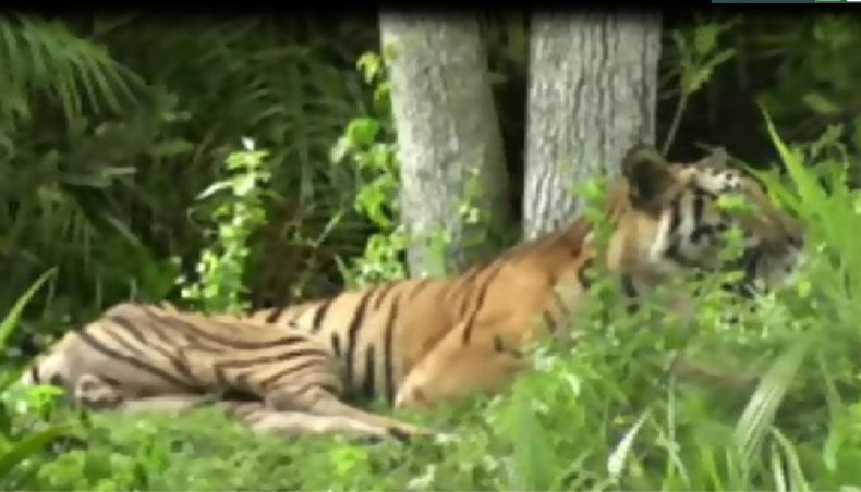 New Age | Panic grips Satkhira village after seeing tiger movement