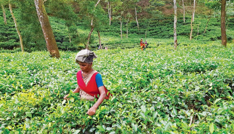 New Age | Tea workers resume work after wage hike by Tk 50