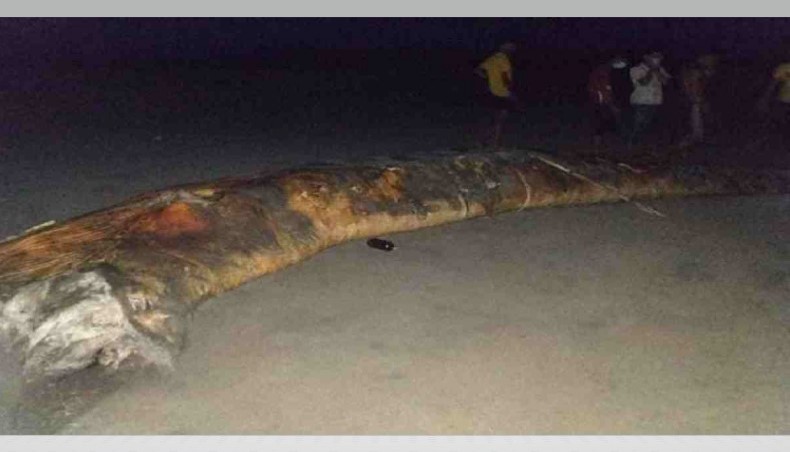 New Age | Dead Baleen whale, dolphin washed ashore on Kuakata beach