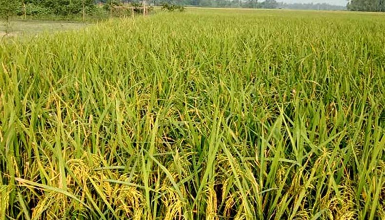 New Age | Aman yield to exceed target: DAE officials