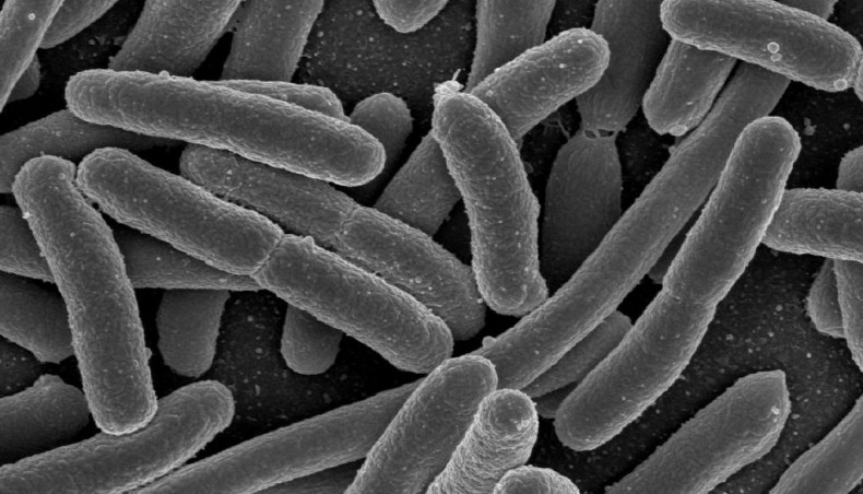 Bacterial infections marked as second leading cause of death: Lancet