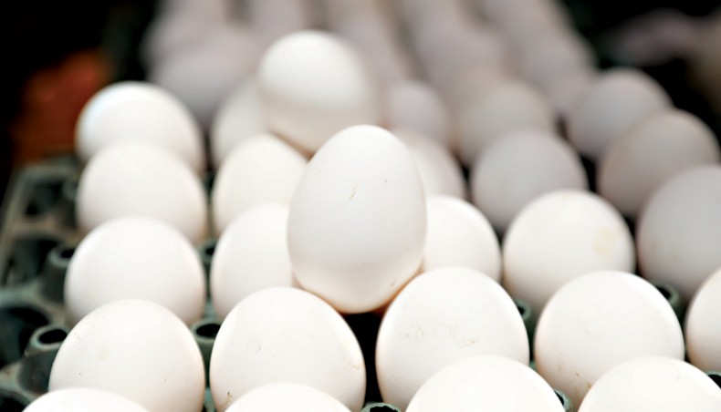 Broiler Chicken Eggs