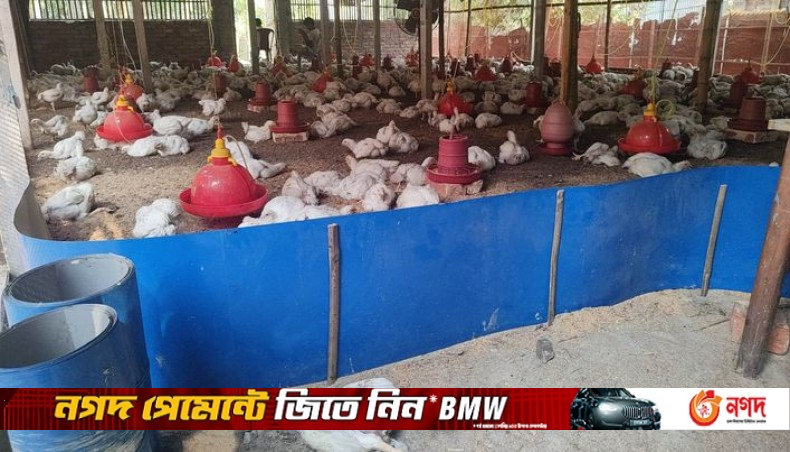 Heatstroke killing chickens in Kurigram poultry farms