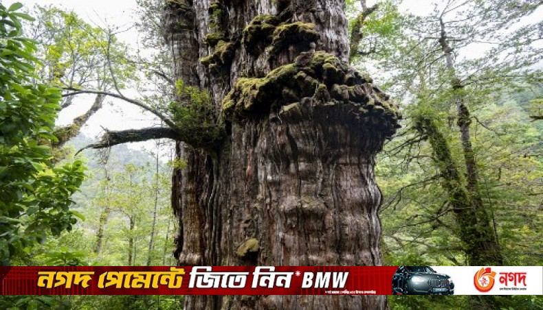 World’s ‘oldest’ tree able to reveal secrets of the planet