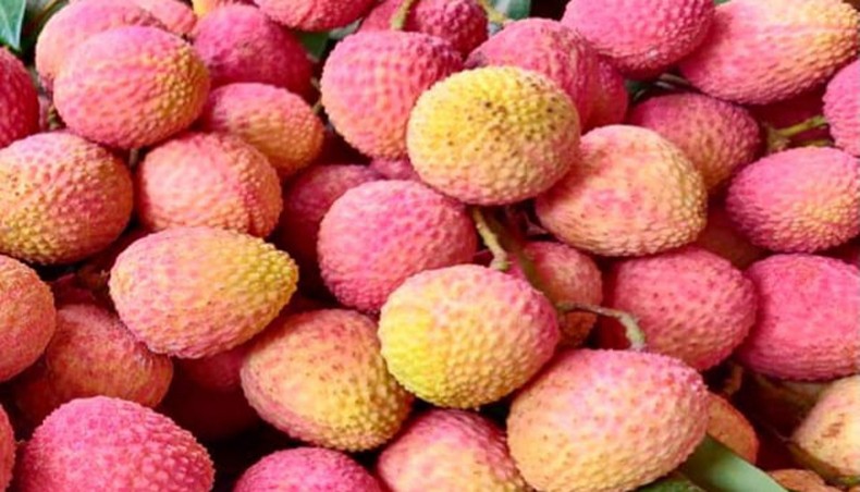 New Age | Litchi starts appearing in Rajshahi markets