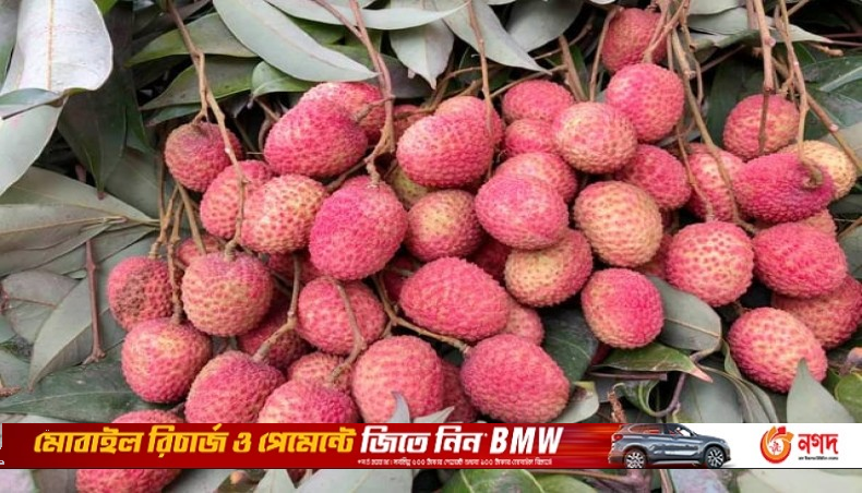 Litchi trading reaches peak in Rajshahi