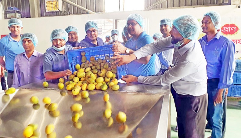 New Age | Pran collects mango for pulp