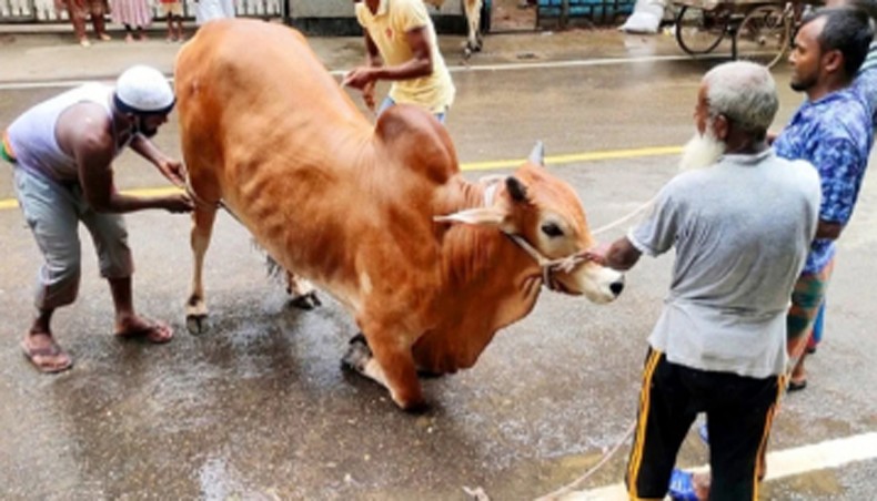 New Age | Over 1cr cattle sacrificed on Eid-ul-Azha across Bangladesh