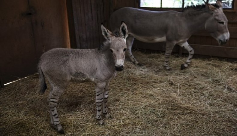 New Age | Rare Somali wild ass born in a zoo in Chile