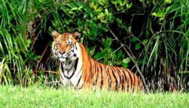 New Age | Bangladesh major hub for tiger poaching, finds study