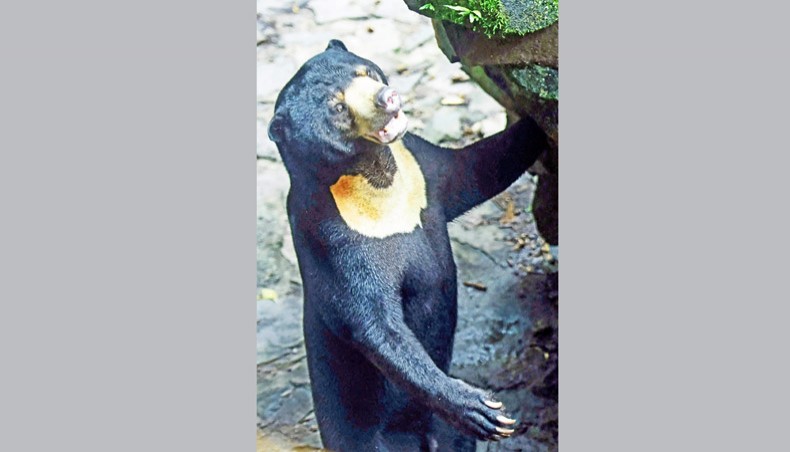 New Age | Chinese zoo denies rare sun bear is human in disguise