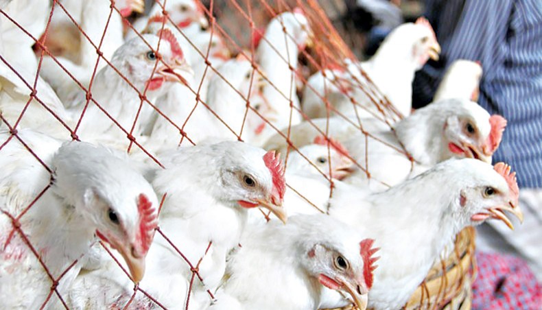 New Age | Prices of broiler chicken, eggs increase