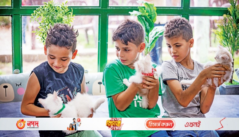 Cat cafe brings ‘pawsitivity’ to Gaza