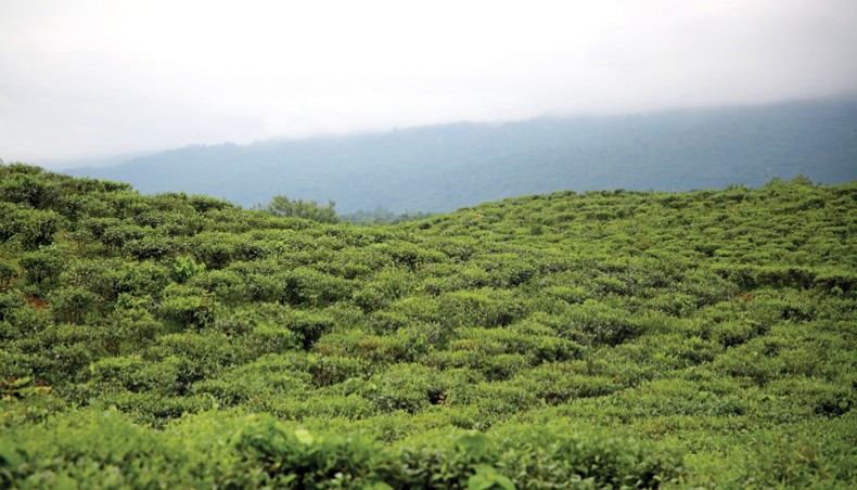 New Age | Discovering scenic Sylhet: Nature’s beauty and heritage