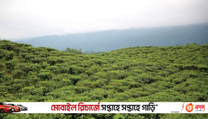 Discovering scenic Sylhet: Nature’s beauty and heritage