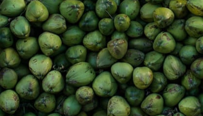 New Age | Green coconut prices up again despite increased supply