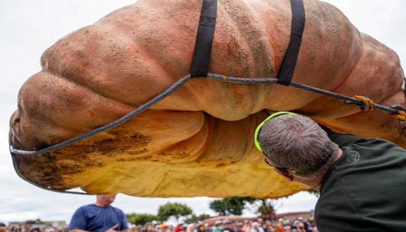 New Age | Hippo-sized pumpkin in US is world’s biggest