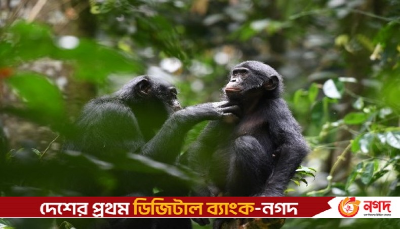 Bonobo study offers clues into early human alliances