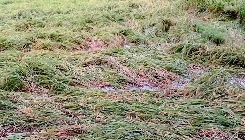 New Age | Cyclone Midhili leaves trail of destruction, triggers flash ...