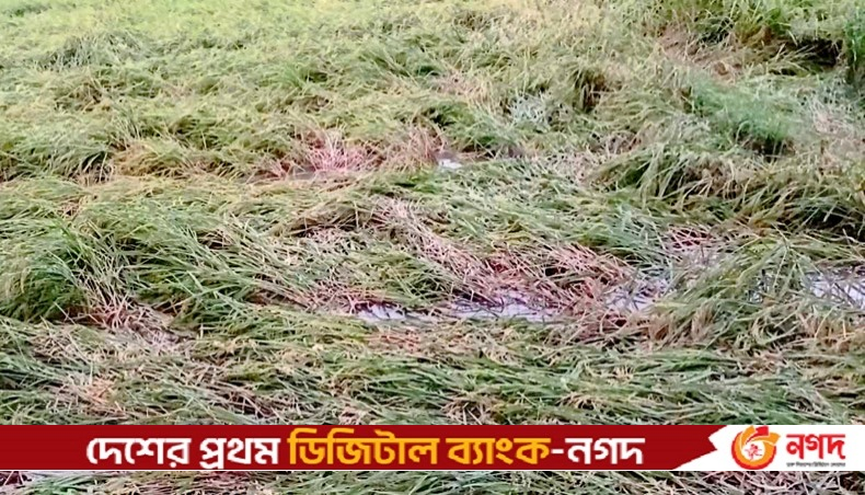Cyclone Midhili leaves trail of destruction, triggers flash flood in ...