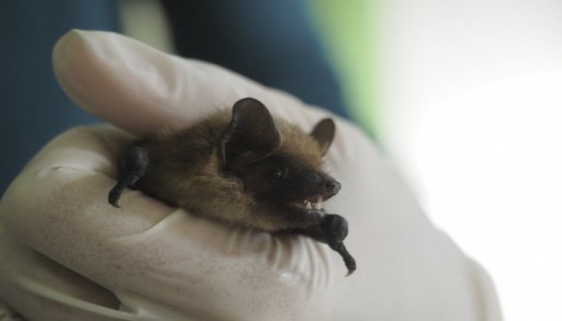 New Age | Dutch retiree helps solve mystery of strangely large bat penis