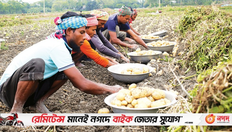 Tk 11,960cr in farm loan released in July-Oct