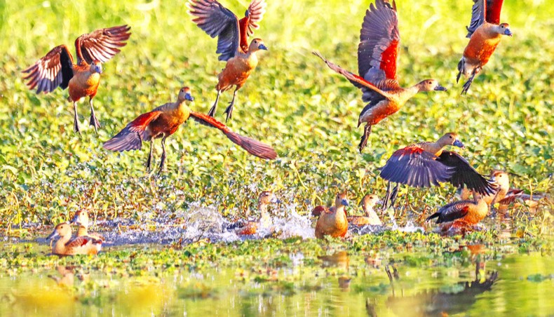 New Age | Fewer migratory birds stopping at JU amid construction fest