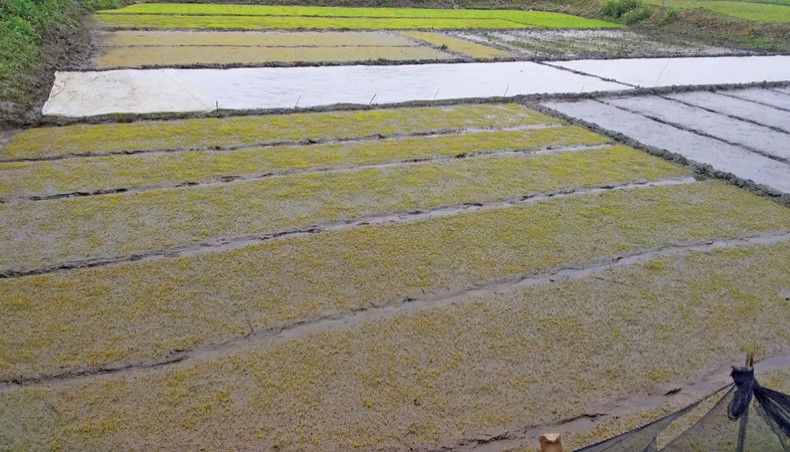 New Age | Bad weather threatens boro cultivation