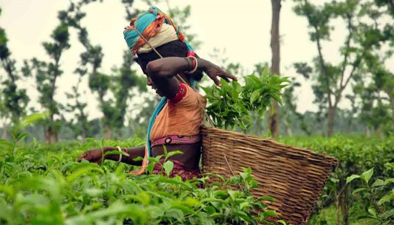 New Age | Sylhet tea estate owners demand increase in auction price of tea