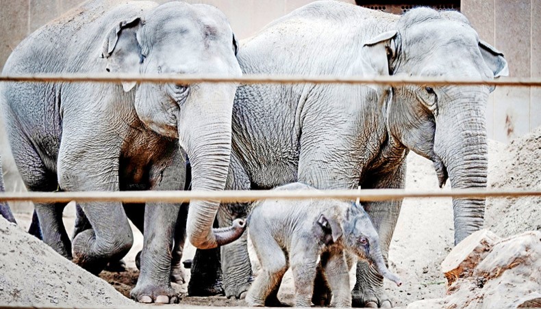 New Age | Asian elephants mourn, bury their dead calves: study