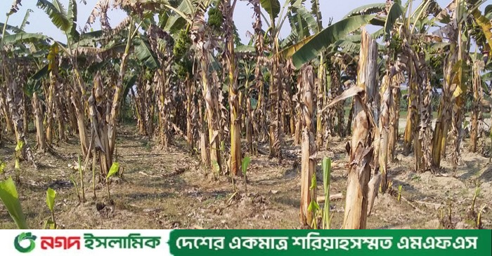 Panama disease wipes out banana plantations in Pabna