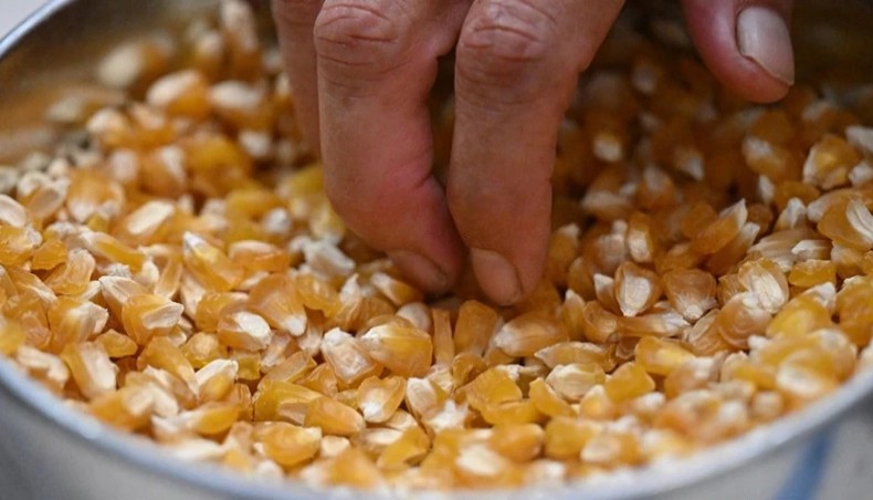 New Age | Mexico’s science in trade fight over GMO corn