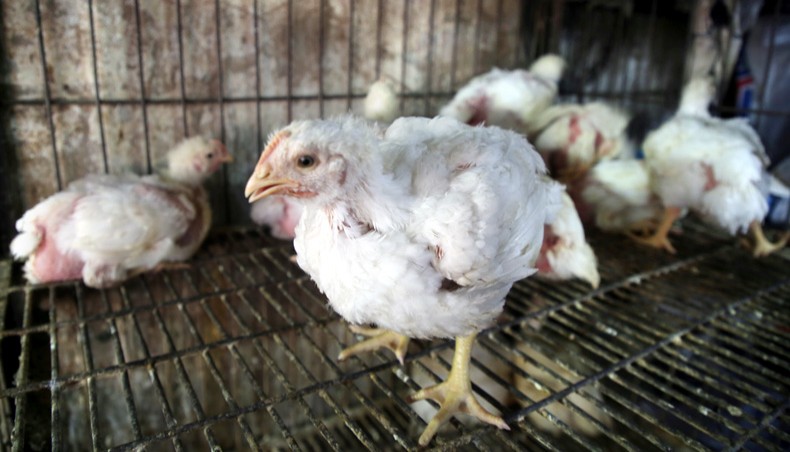 New Age | Broiler chicken price up by Tk 100 per kg in Ctg